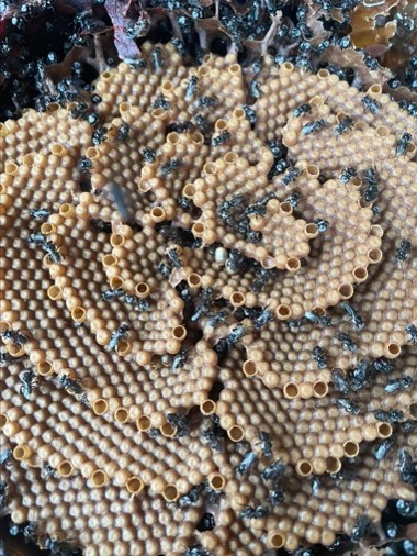 National Science Week – Food: Different by Design | Nutty Scientists ...